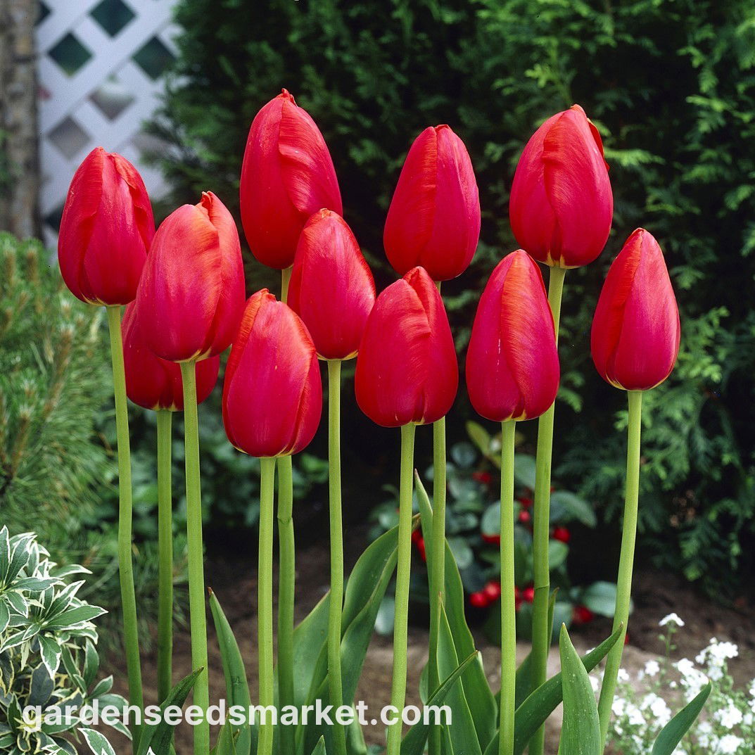 Tulipan - Avignon - Tulipa - Farverig energi til forårsbede - Blomsterløg - Stor pakke - 50 stk ...