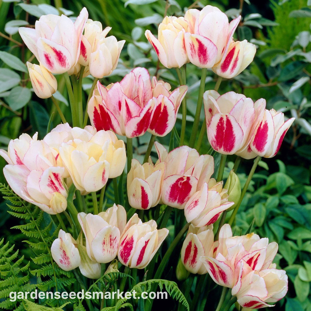 Tulip - Candy Club - Tulipa - Dynamic Colour-Changing Blooms - Bulbs ...