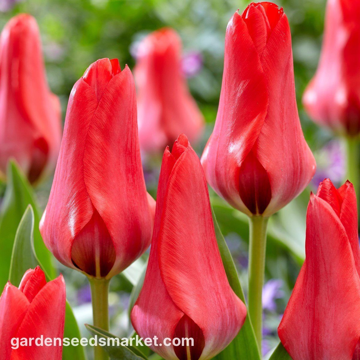 Tulpes - Soraya - Tulipa - Dienā starojošs akcents dobēs - Ziedu sīpoli ...