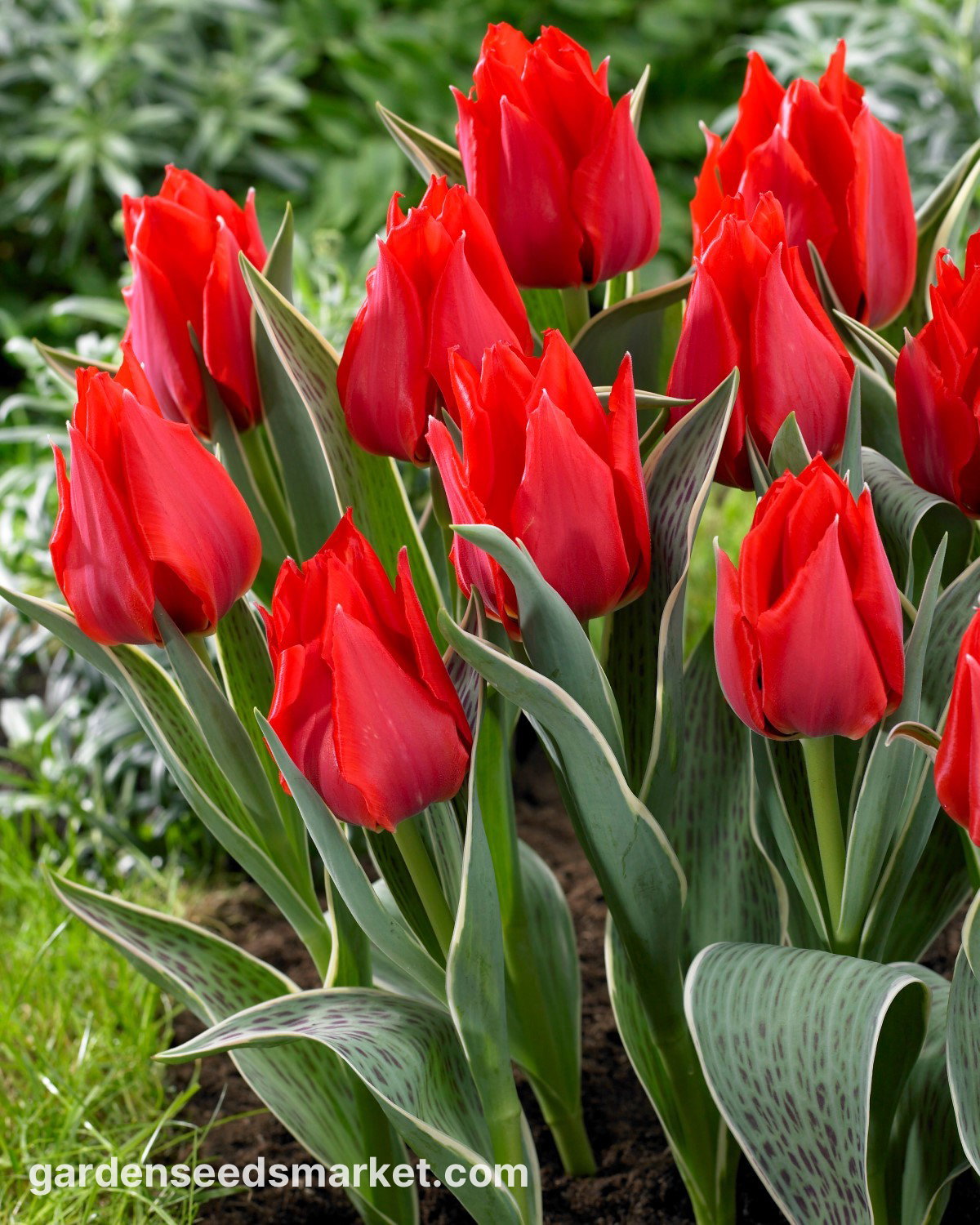 Tulip - Rob Verlinden - Tulipa - Vivid Early-Season Red Blooms - Bulbs ...