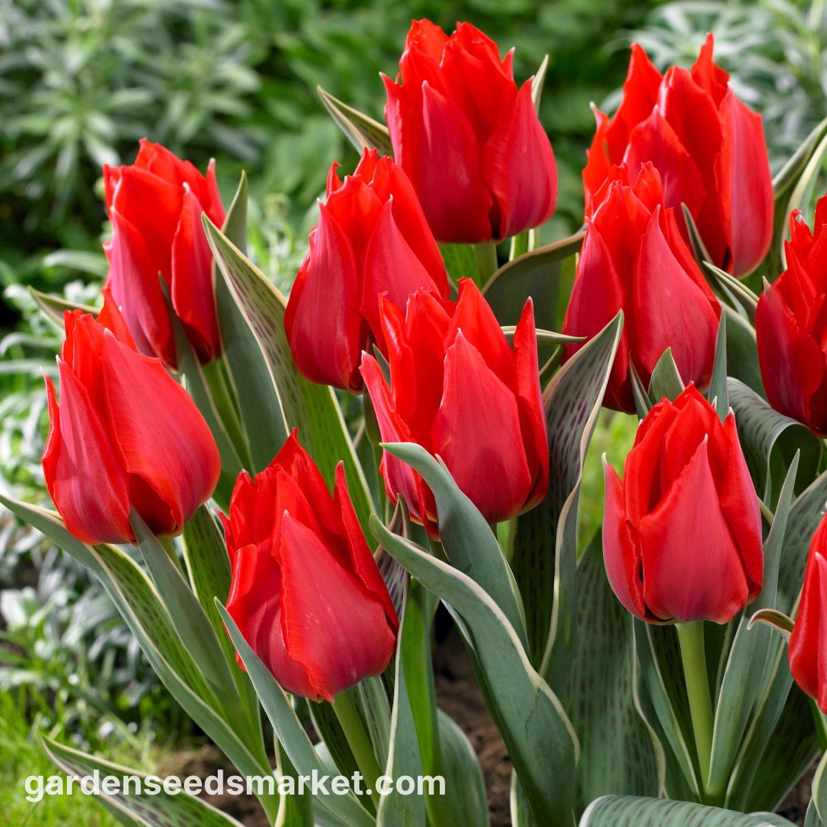 Tulipan - Rob Verlinden - Tulipa - Nezahtjevan prema tlu - Lukovice - 5 ...