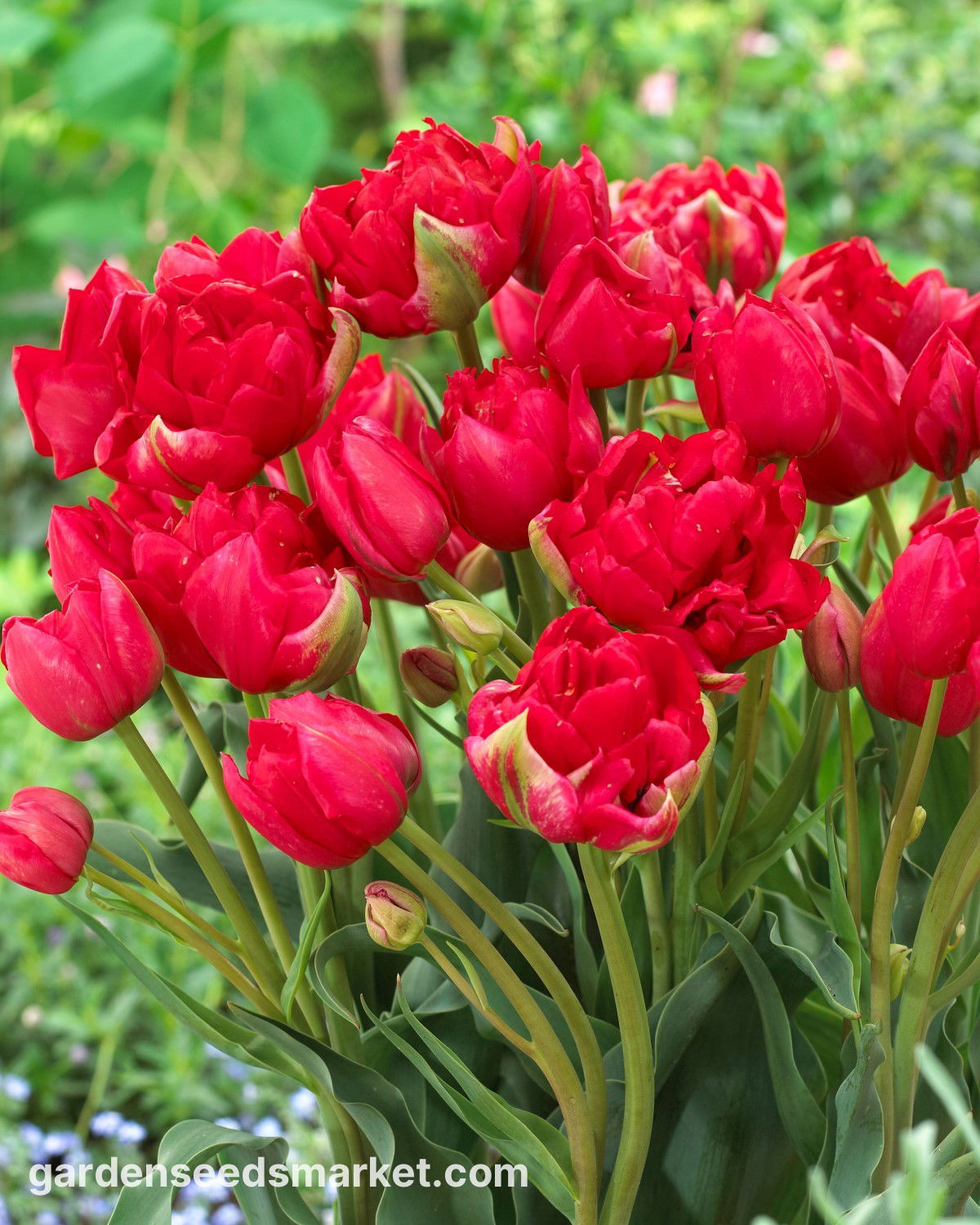 Лале - Estatic - Tulipa - Подходящо за отглеждане в контейнери ...