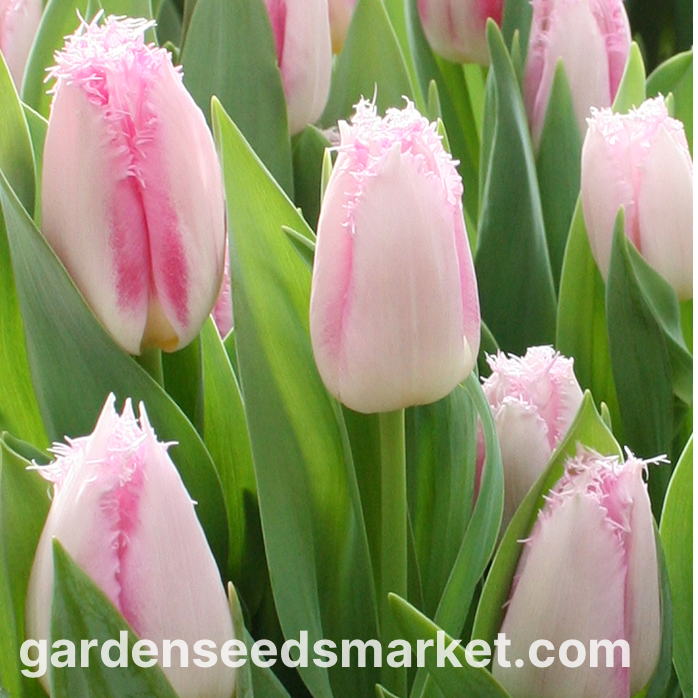 Tulip - Edinburgh - Tulipa - Õrna kevadtuule puudutus - Sibulad - 5 tk ...