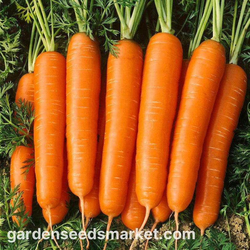 BIO Zanahoria - Nantaise 2 - Ideal para consumo fresco, jugos, cocción y horneado - Semillas ...