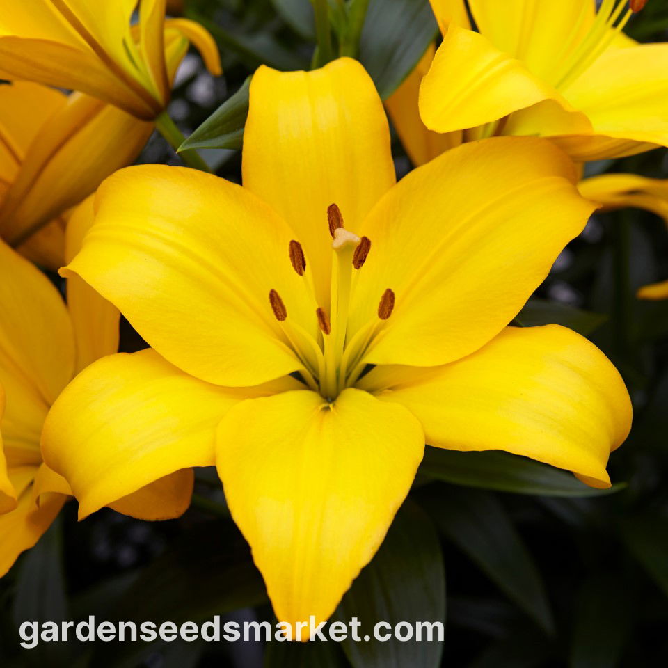 Lelija - Lentella - Lilium - svogūnas – Garden Seeds Market | Nemokamas ...