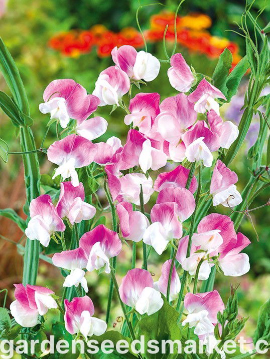 Hrachor voňavý - Dolly Varden - Lathyrus odoratus - Očarujúca magenta ...