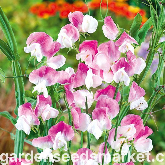 Mazariche Parfumata - Dolly Varden - Lathyrus odoratus - Magenta ...