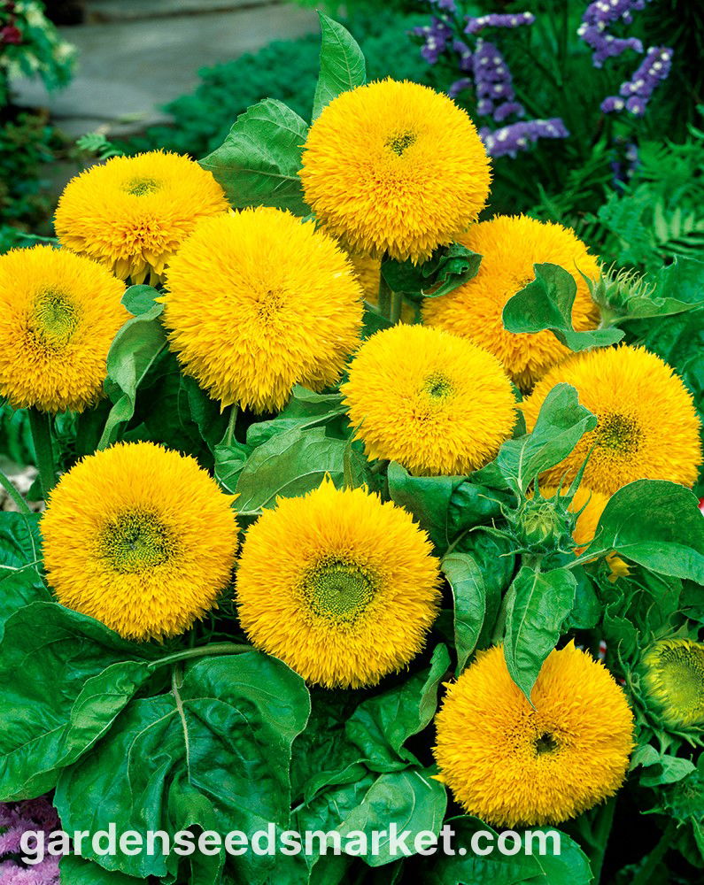 Tournesol - Teddy Bear - Helianthus annuus - 1 kg - Parfait pour ...