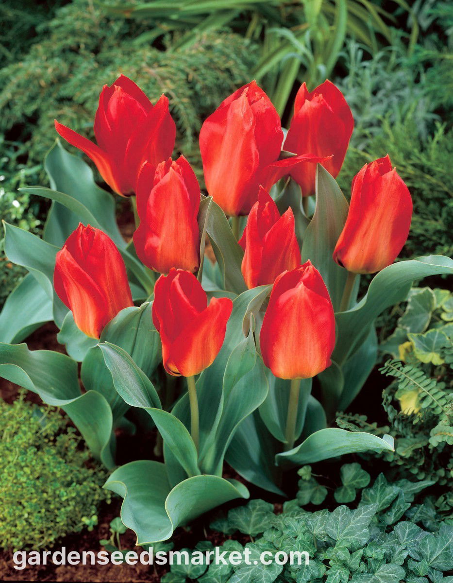 Tulipe - Princeps - Tulipa - Messagère précoce et durable du printemps ...