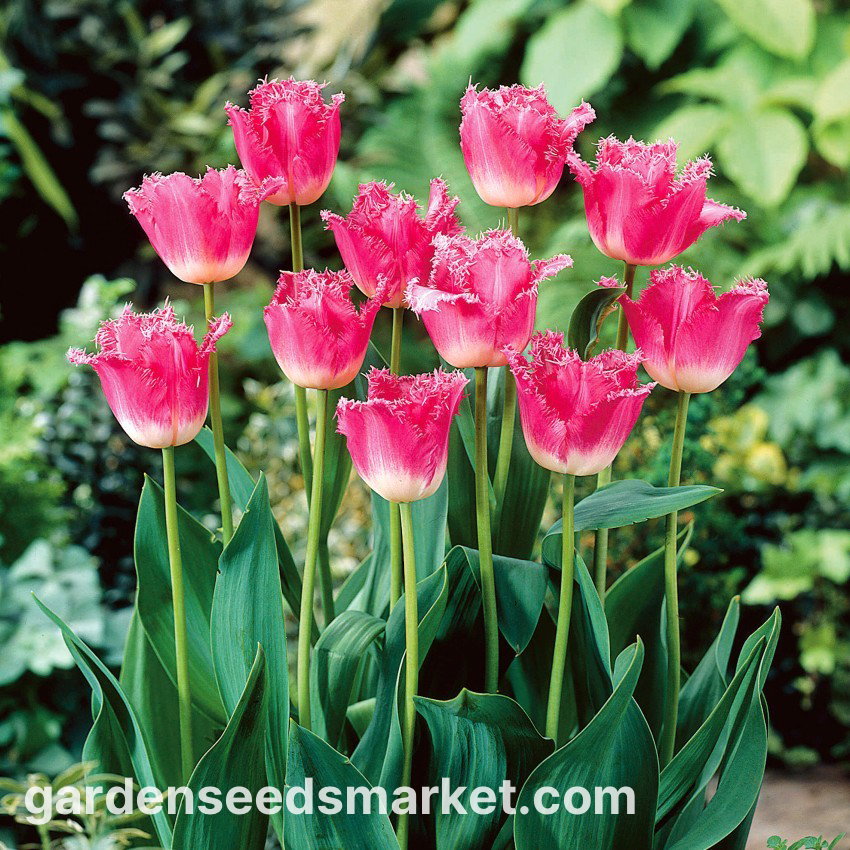 Tulpe - Joy of Spring - Tulipa - Gefüllte Zarte Blüten im Beet ...