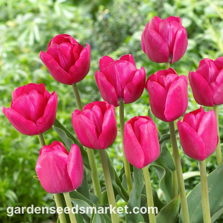 Tulip - Purk - Tulipa - Striking colour contrast among foliage - Bulbs ...