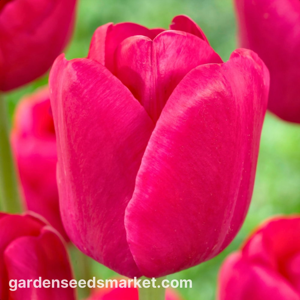 Tulip - Purk - Tulipa - Striking colour contrast among foliage - Bulbs ...