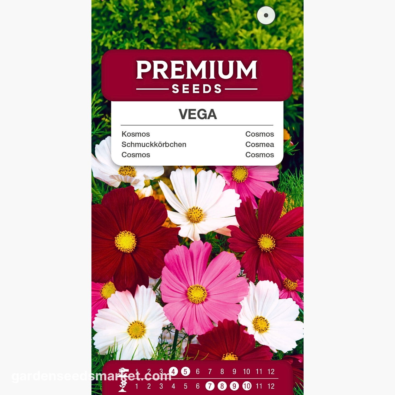 Cosmos - Vega - Mixed - Cosmos bipinnatus - Stunning Mix, Perfect for ...