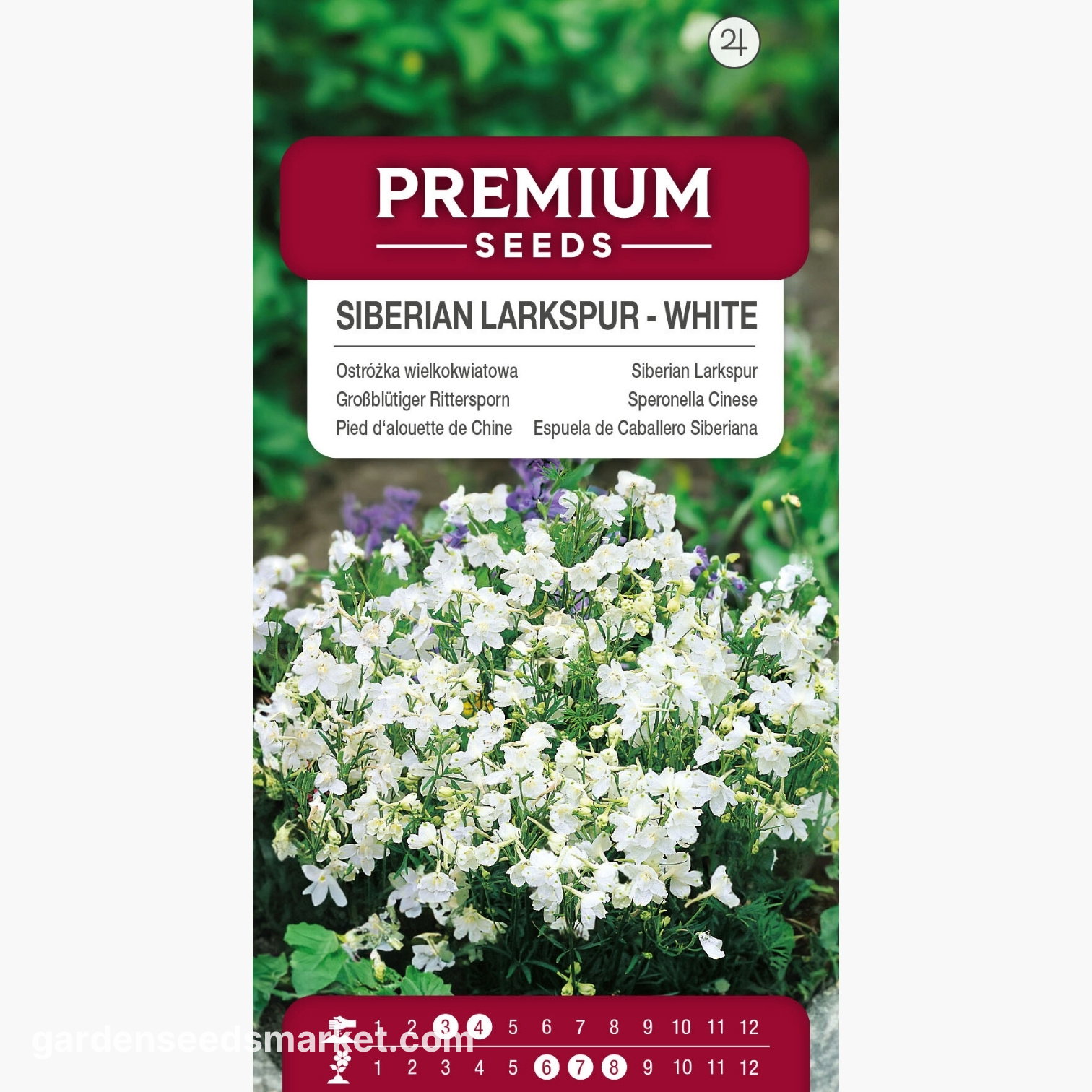 Pied d'alouette de Chine - Blanc - Delphinium grandiflorum - Fleurs ...