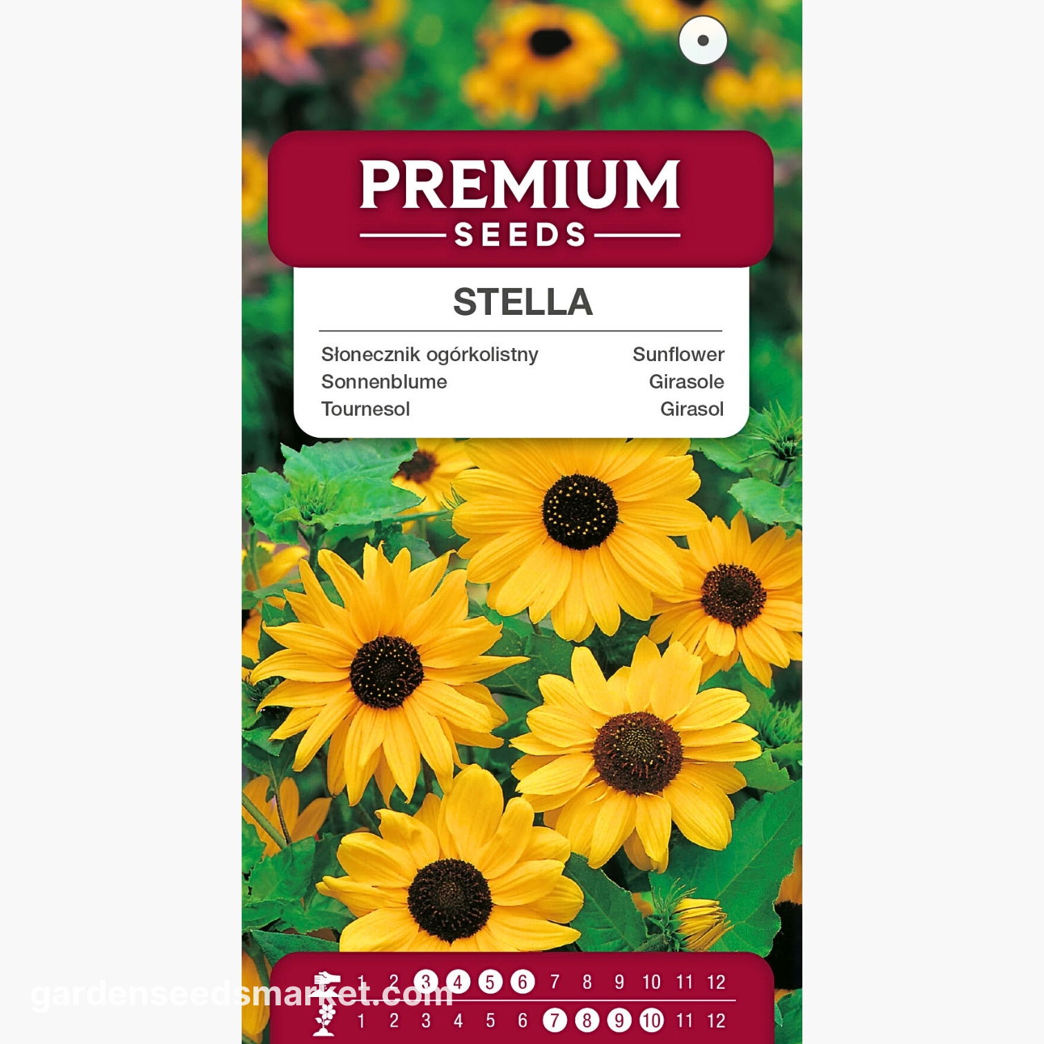 Sunflower - Stella - Helianthus debilis - Tallest, most radiant golden petals - Fresh Seeds ...