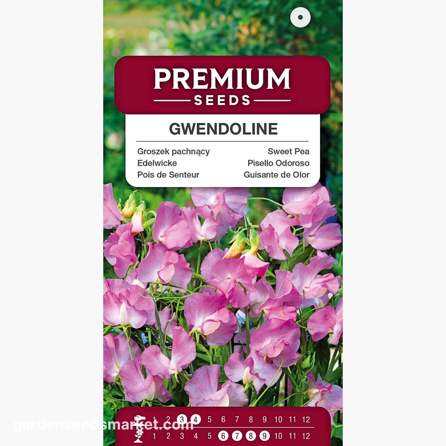 Hrachor voňavý - Gwendoline - Lathyrus odoratus - Jemná vôňa ...