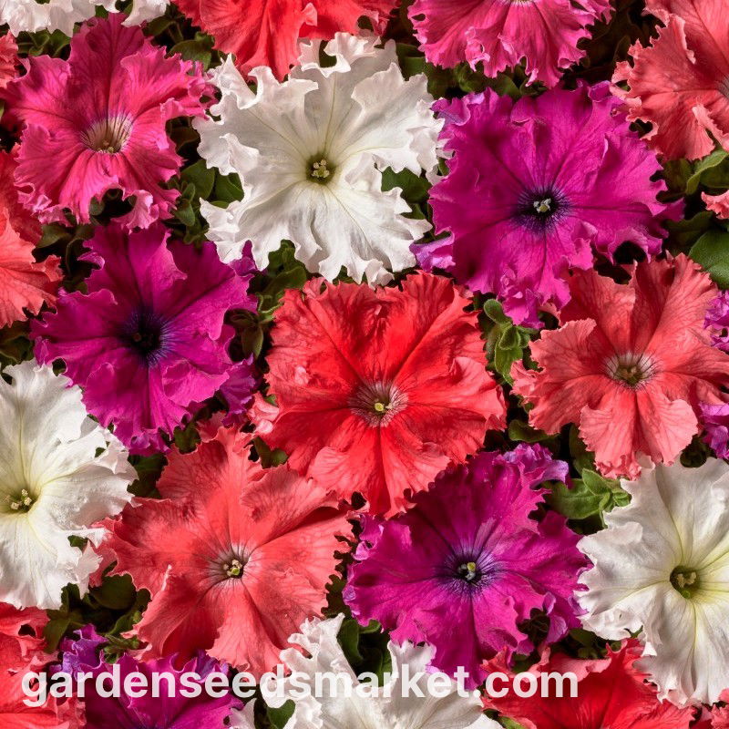 Petunia - Aphrodite F1 - Miscuglio - Petunia hybrida - fiori grandi ...