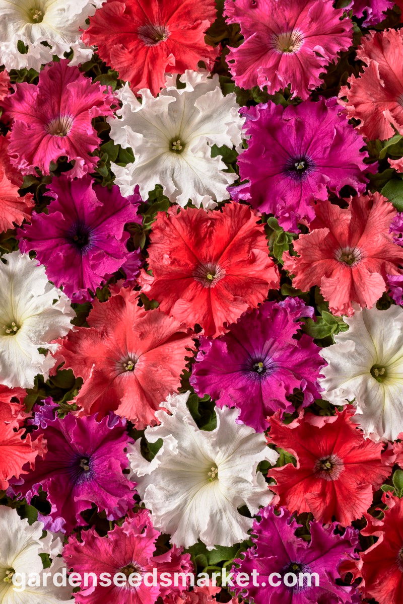 Petunia - Aphrodite F1 - Mezcla - Petunia hybrida - flores grandes ...