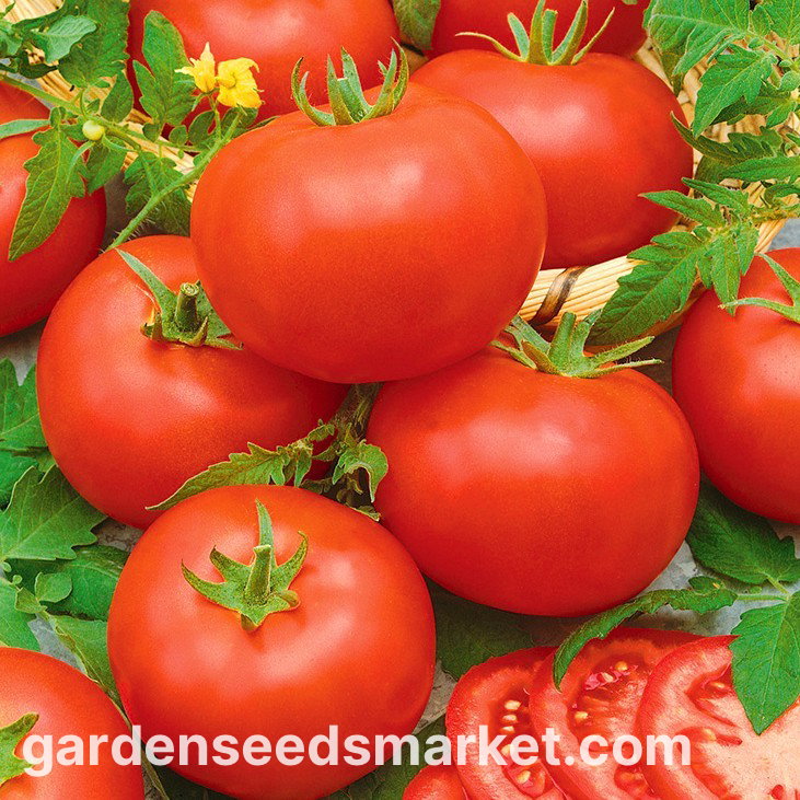 Tomate - Mahitos F1 - precoce, gros fruits, peu sensible aux fissures ...