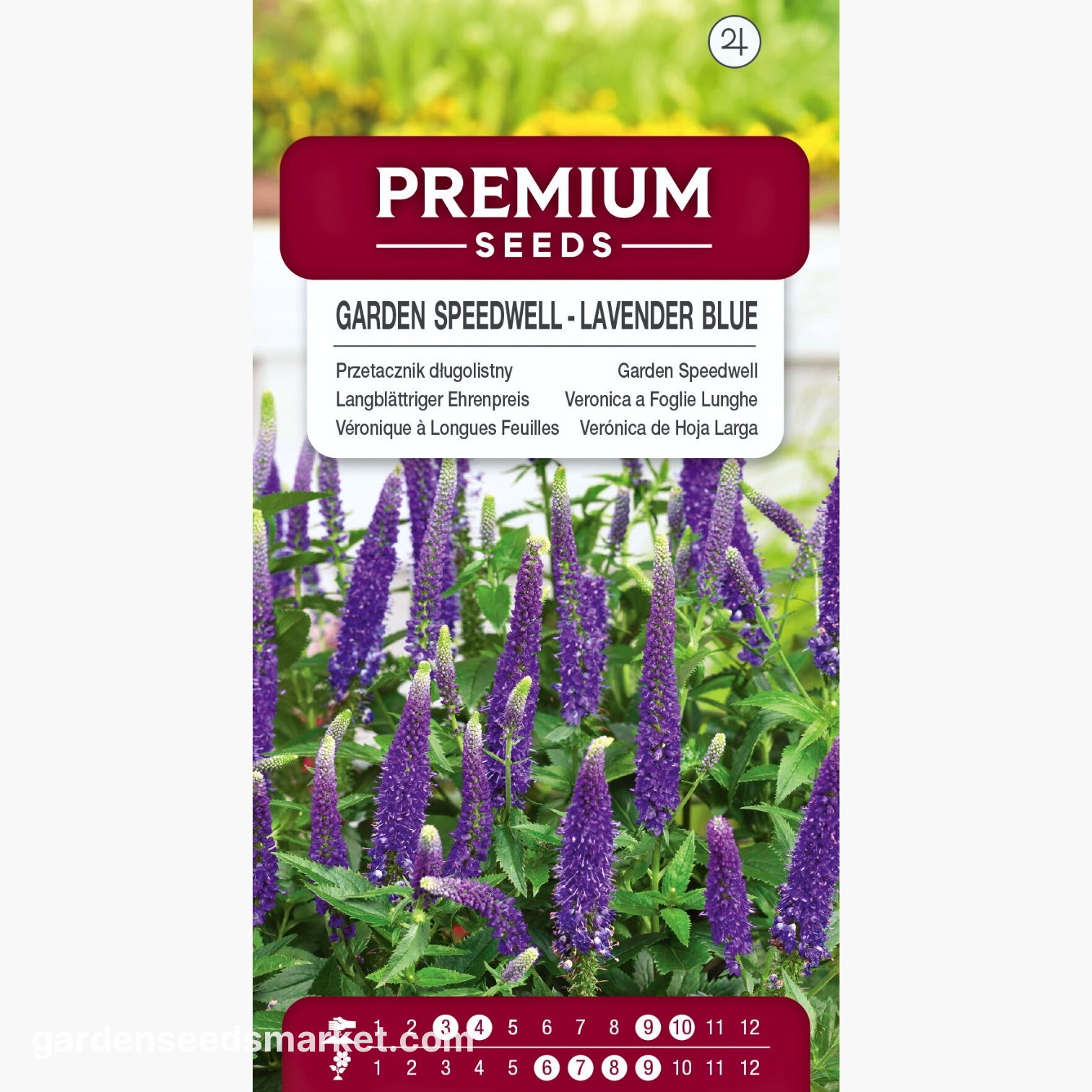 Garden Speedwell - Lavender Blue - Veronica longifolia - Stately ...
