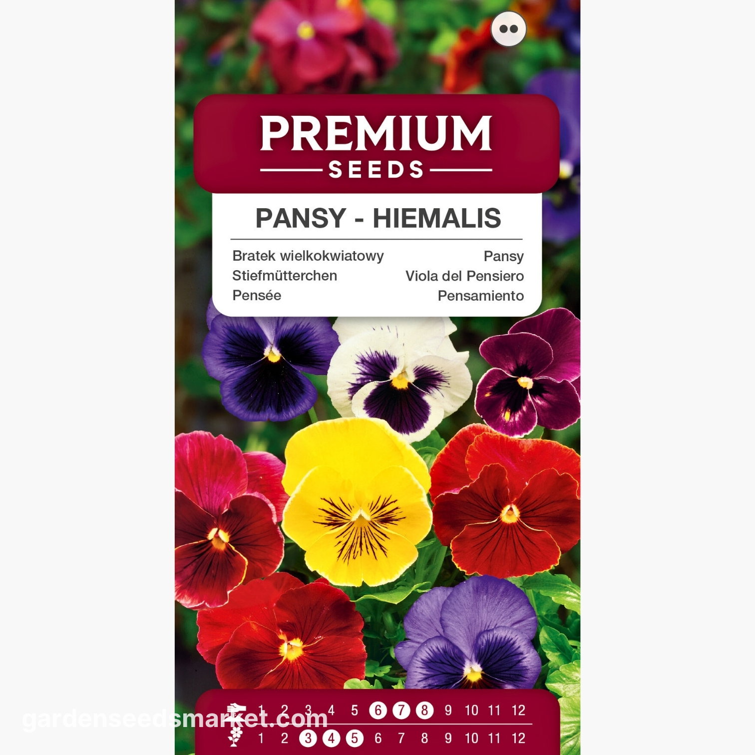 Pansy - Hiemalis - Viola ×wittrockiana - Blooms in Frost - Colourful ...