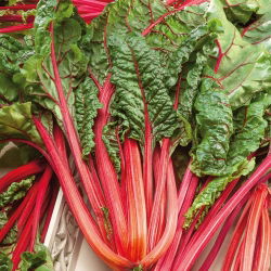verduras rojas