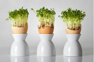 Karse - 4500 frø - Lepidium sativum – Garden Seeds Market | Gratis frakt