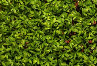 Karse - 4500 frø - Lepidium sativum – Garden Seeds Market | Gratis frakt