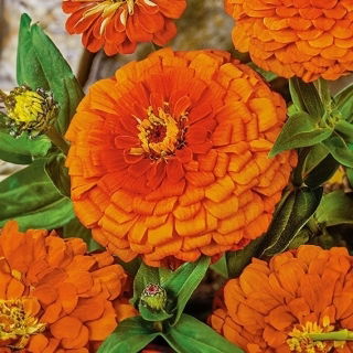 Zinnia flor de Dalia - Oriole - Zinnia elegans - Flores de un vibrante ...