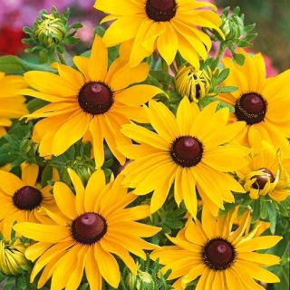 Rudbeckia - My Joy - Rudbeckia hirta - Pétalos amarillo dorado con ojos ...