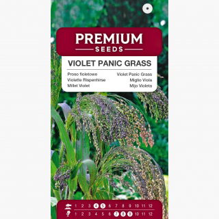 panicum violaceum seed