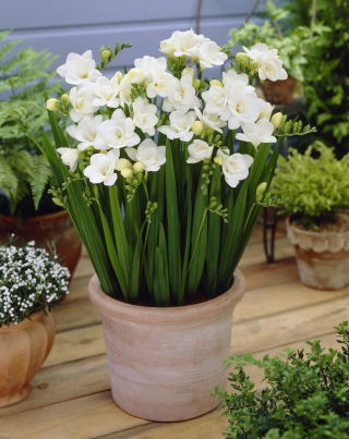 Freesia double - White - Long-Lasting Double Blooms - Bulbs - Large ...
