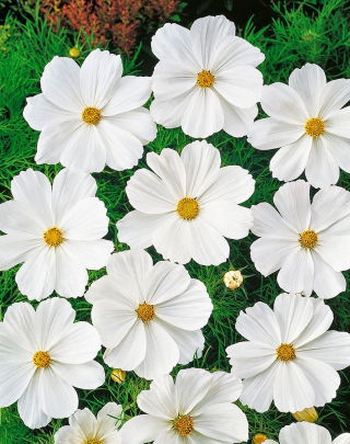 Cosmos - Dwarf Sensation - White - Cosmos bipinnatus - Low-Growing ...