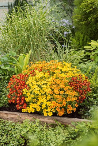 Signet Marigold - Mixed - Tagetes tenuifolia - Hardy and Long-Lasting ...