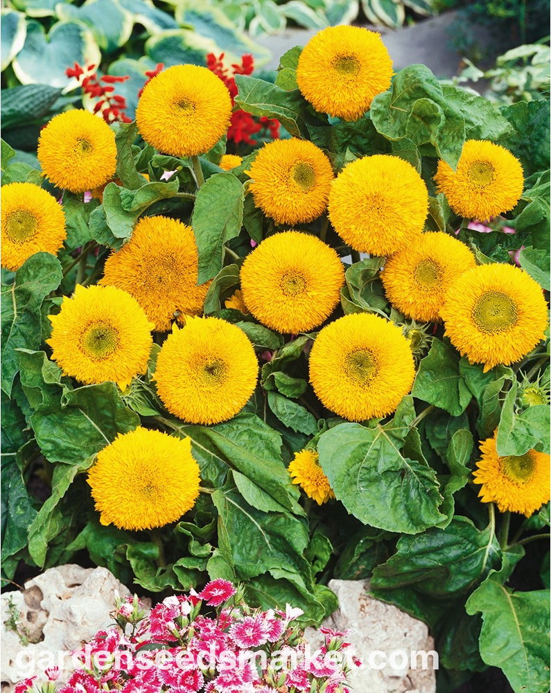 Dwarf Double Sunflower - Helianthus annuus - Bold Yellow Heads for ...